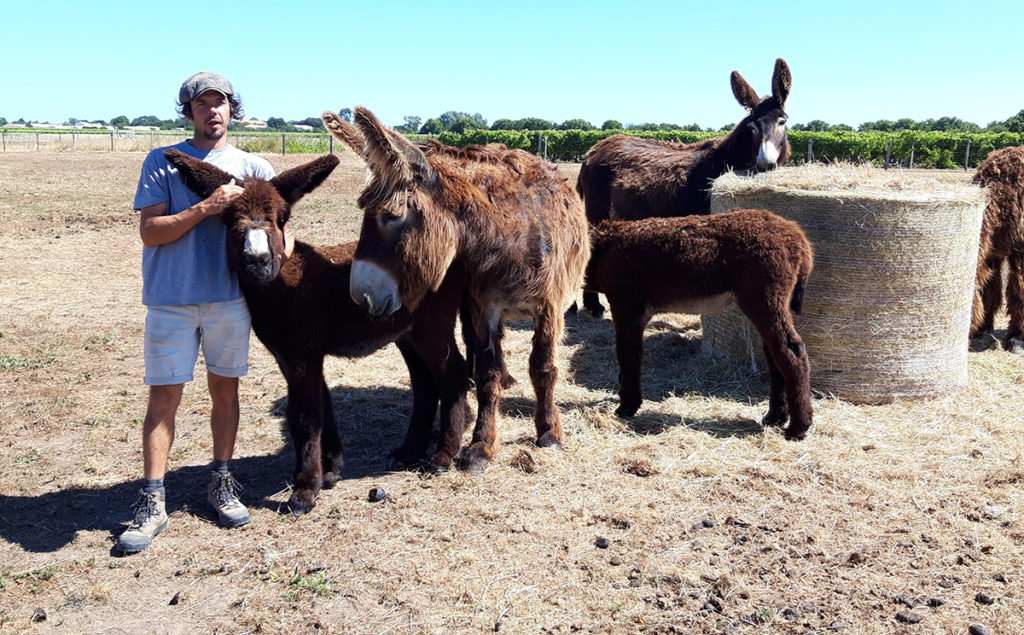 Saint-Georges-d’Oléron : une balade à la Ferme aux ânes – HELENE FM